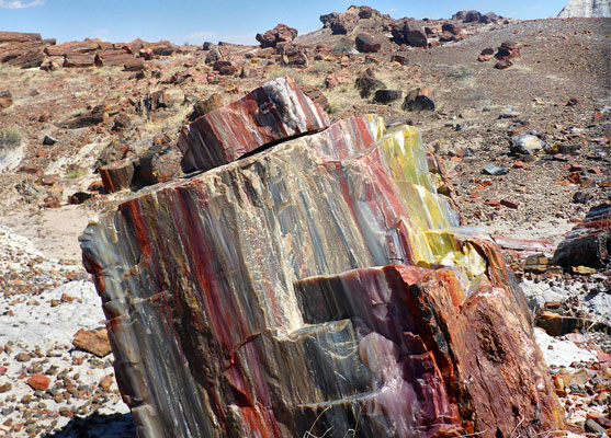 Crystal Forest Trail, Petrified Forest National Park, Arizona