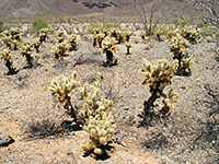 Cylindropuntia bigelovii, teddy bear cholla