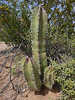 Pachycereus schottii, senita