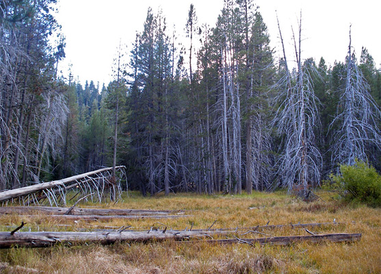 Mono Meadow Trail, Yosemite National Park, California