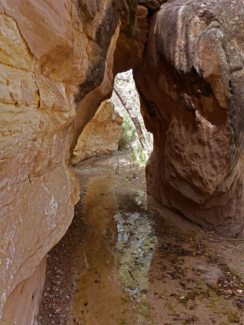Reflective water: Echo Canyon Trail, Colorado National Monument, Colorado