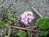 Beach Sand Verbena, Abronia Umbellata