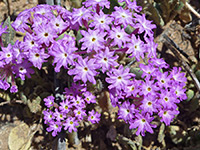 Desert Sand Verbena, Abronia Villosa