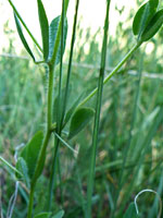 Spanish Clover, Acmispon Americanus