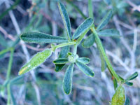 Strigose Bird's-Foot Trefoil, Acmispon Strigosus