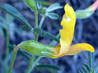 Strigose Bird's-Foot Trefoil, Acmispon Strigosus