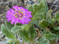 Trailing Four O'clock, Allionia Incarnata