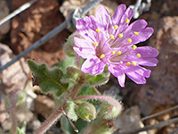 Trailing Four O'clock, Allionia Incarnata