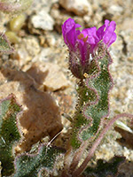 Trailing Four O'clock, Allionia Incarnata