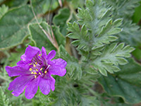 Trailing Four O'clock, Allionia Incarnata