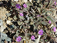 Trailing Four O'clock, Allionia Incarnata