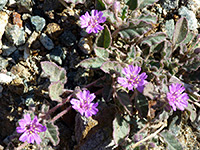Trailing Four O'clock, Allionia Incarnata