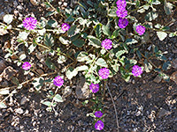 Trailing Four O'clock, Allionia Incarnata
