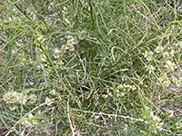 White Burrobrush, Ambrosia Salsola
