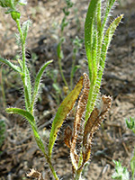Common Fiddleneck, Amsinckia Intermedia