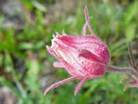 Red Windflower, Anemone Multifida