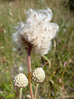 Red Windflower, Anemone Multifida