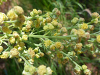 Wild Tarragon, Artemisia Dracunculus