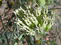 Rush Milkweed, Asclepias Subulata