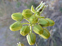 Rush Milkweed, Asclepias Subulata