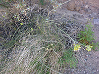 Rush Milkweed, Asclepias Subulata