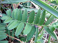 Chickpea Milkvetch, Astragalus Cicer
