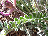 Western USA wildflowers: Woolly Locoweed, Astragalus Mollissimus