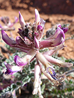 Western USA wildflowers: Woolly Locoweed, Astragalus Mollissimus