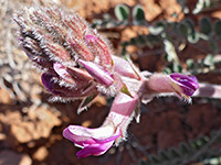 Woolly Locoweed, Astragalus Mollissimus