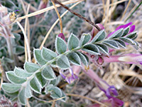 Western USA wildflowers: Woolly Locoweed, Astragalus Mollissimus