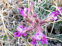 Woolly Locoweed, Astragalus Mollissimus