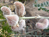 Western USA wildflowers: Woolly Locoweed, Astragalus Mollissimus
