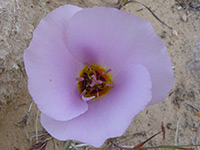 Winding Mariposa Lily, Calochortus Flexuosus