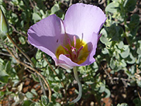 Winding Mariposa Lily, Calochortus Flexuosus