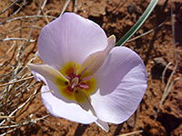 Winding Mariposa Lily, Calochortus Flexuosus