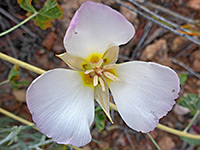Winding Mariposa Lily, Calochortus Flexuosus