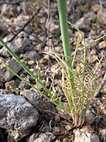 White Tackstem, Calycoseris Wrightii