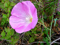 Pacific False Bindweed, Calystegia Purpurata