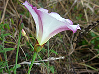 Pacific False Bindweed, Calystegia Purpurata
