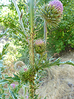 Musk Thistle, Carduus Nutans