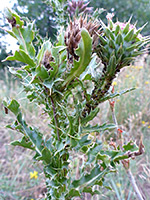 Musk Thistle, Carduus Nutans