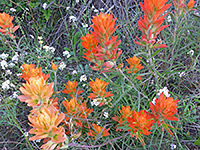 Wholeleaf Indian Paintbrush, Castilleja Integra