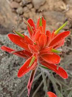Wholeleaf Indian Paintbrush, Castilleja Integra