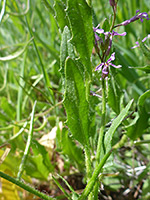 Purple Mustard, Chorispora Tenella