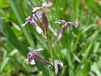 Purple Mustard, Chorispora Tenella