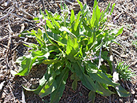 Purple Mustard, Chorispora Tenella