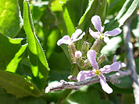 Purple Mustard, Chorispora Tenella