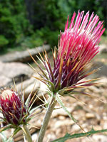 Arizona Thistle, Cirsium Arizonicum