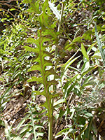 Arizona Thistle, Cirsium Arizonicum