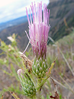 Arizona Thistle, Cirsium Arizonicum